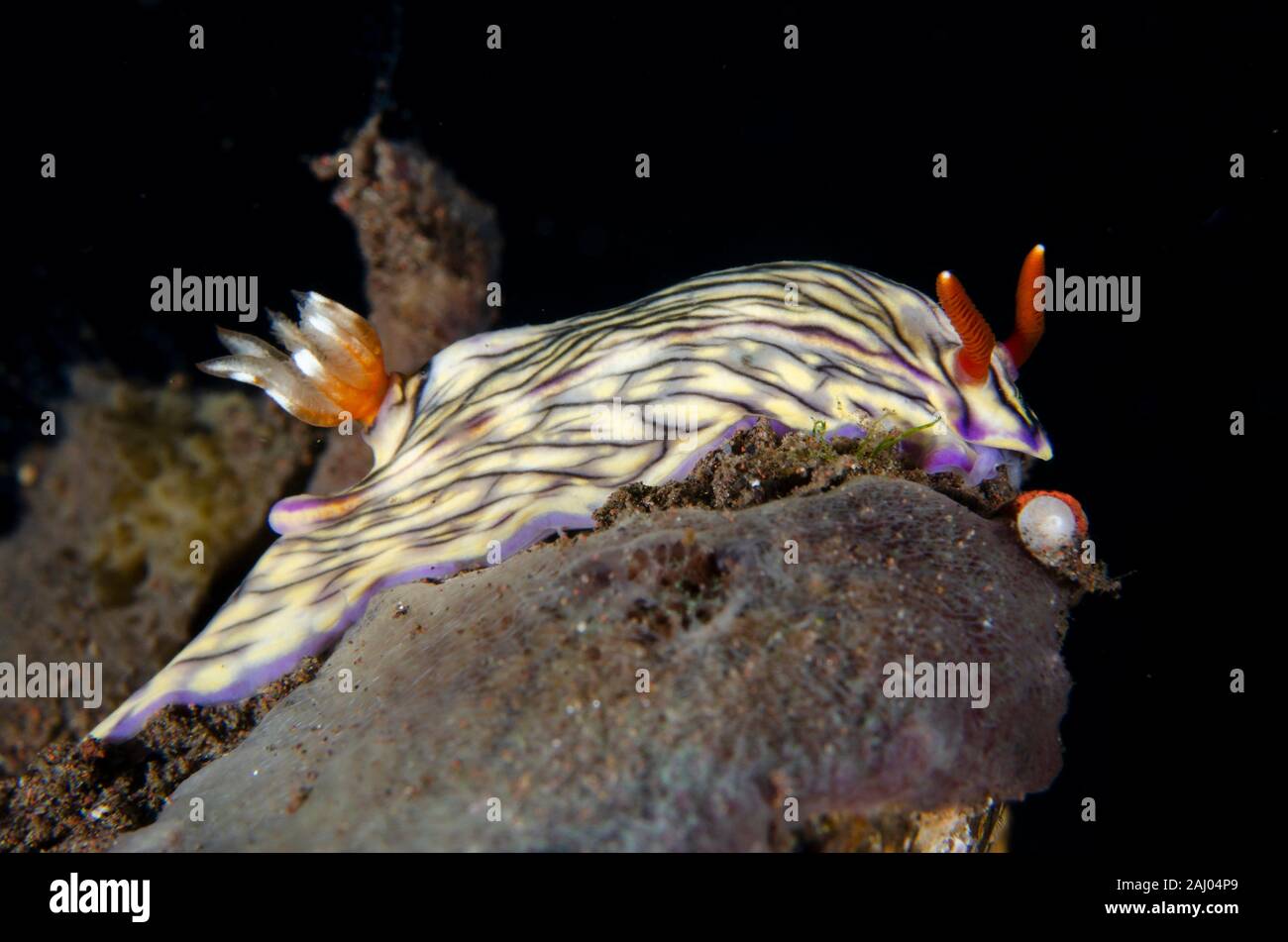 Striped nudibranch hi-res stock photography and images - Alamy
