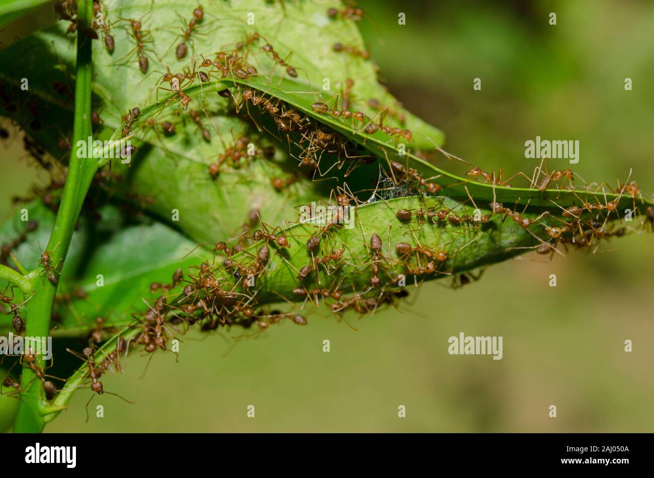 Weaver Ants Nest High Resolution Stock Photography and Images - Alamy