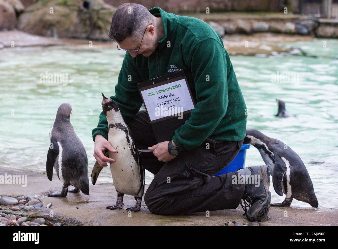 London, UK. 2 January, 2020. A zookeeper counts Humboldt penguins ...