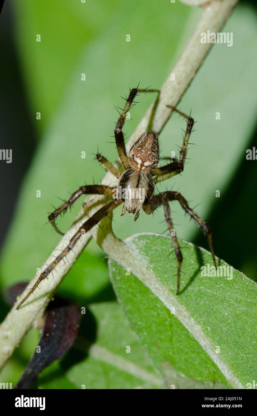 Spotted orb weaver spider hi-res stock photography and images - Alamy