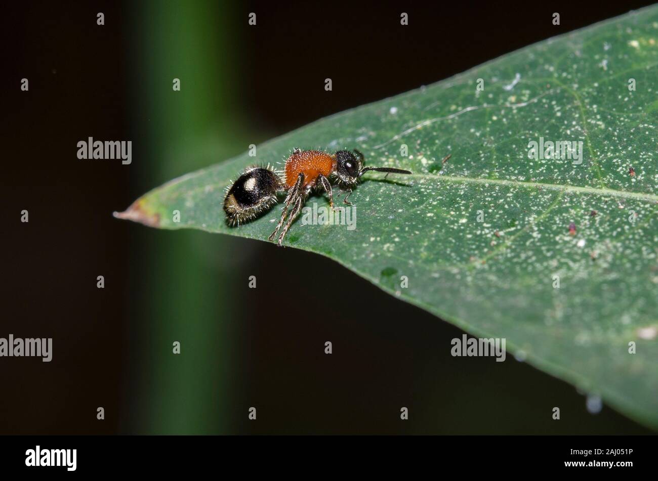 Flying Ant Order High Resolution Stock Photography and Images - Alamy