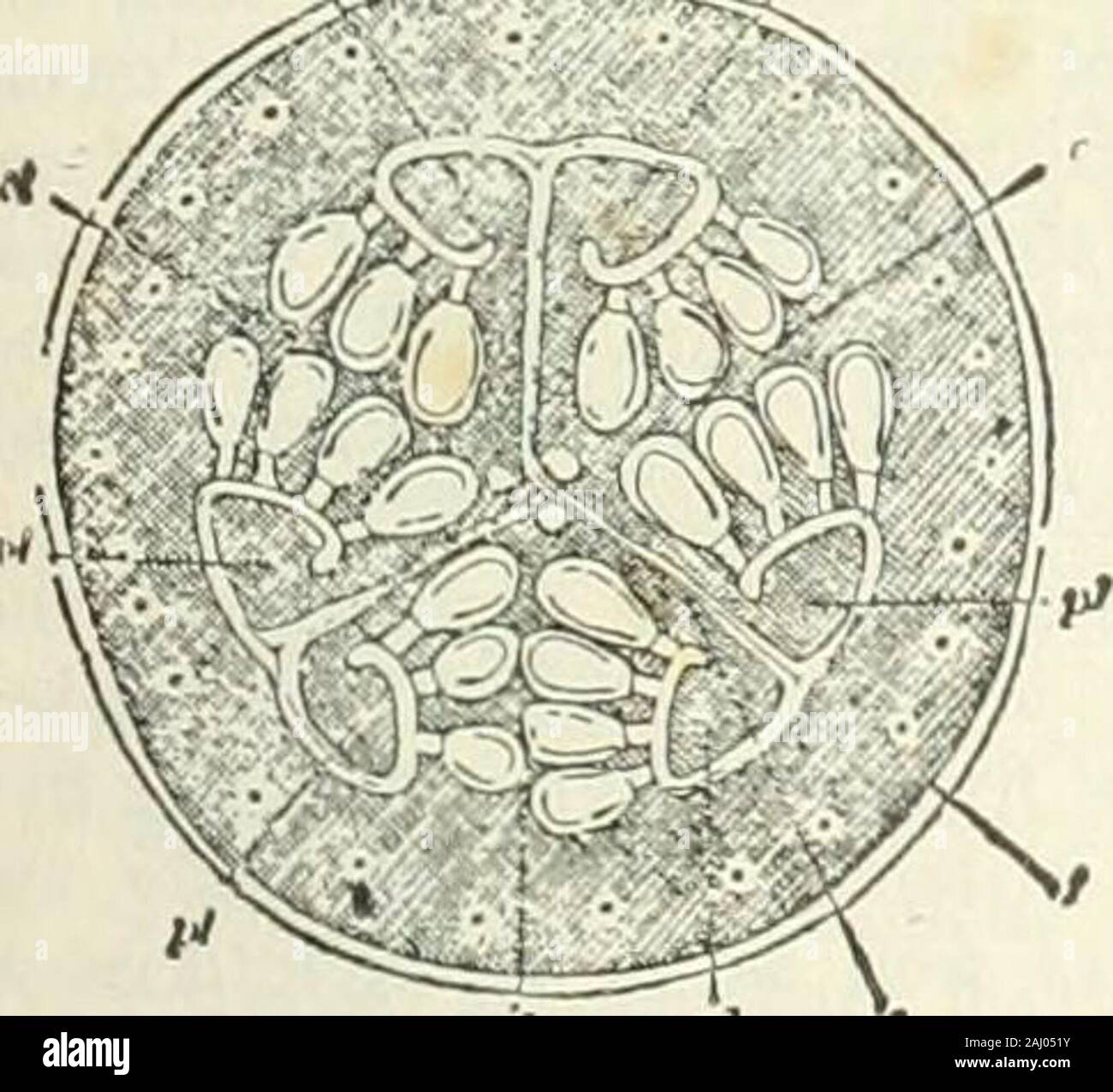 Calyx Plant Anatomy Britannica The Flowers Are In Verticils Hi Res