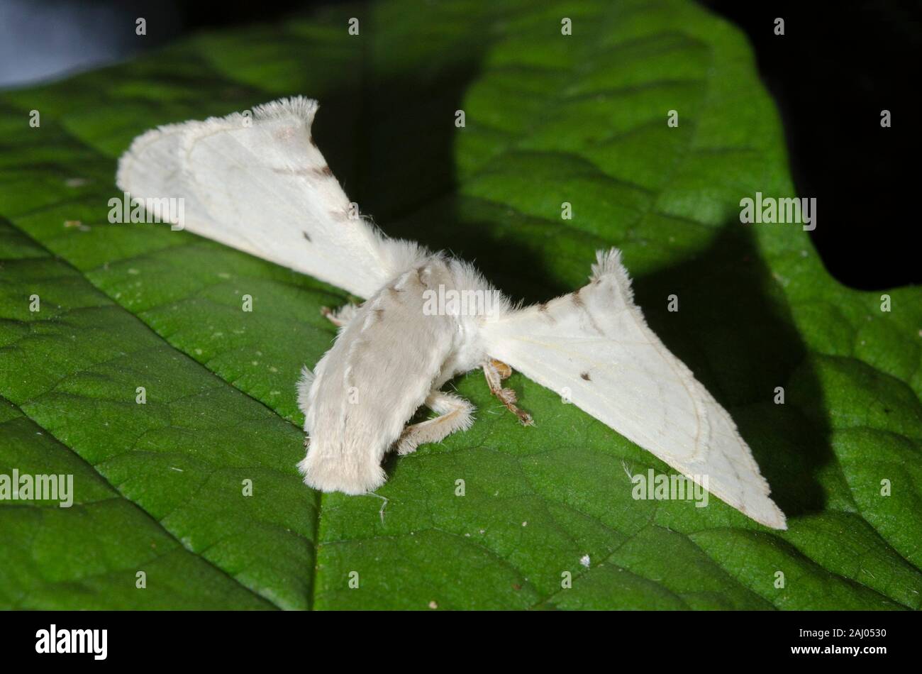 Apicalis High Resolution Stock Photography and Images - Alamy