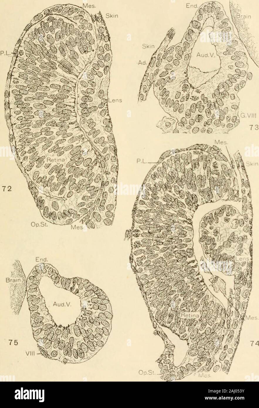 Journal of comparative neurology . Fig. 71 Early swimming stage of ...