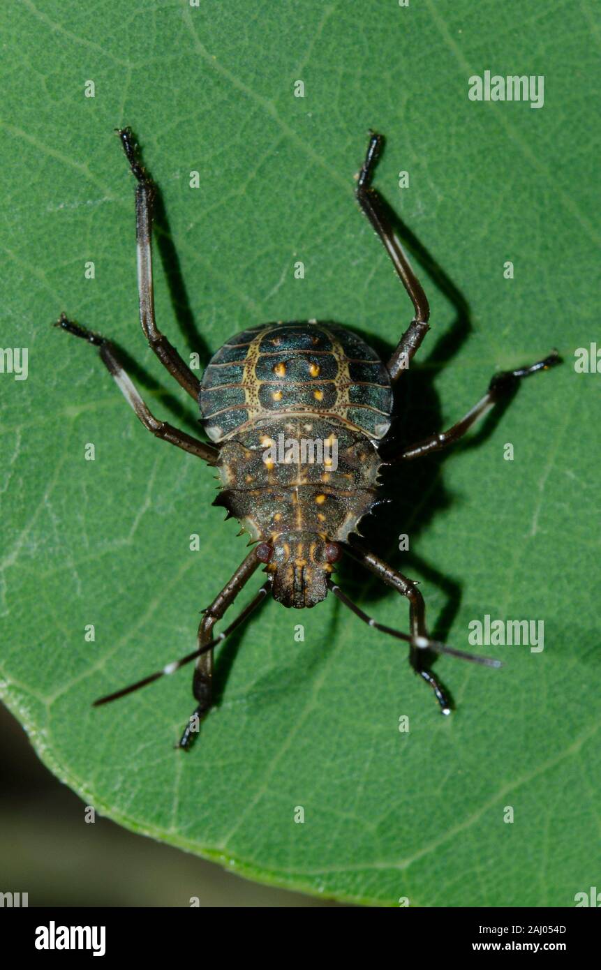 Pentatomidae family hi-res stock photography and images - Alamy