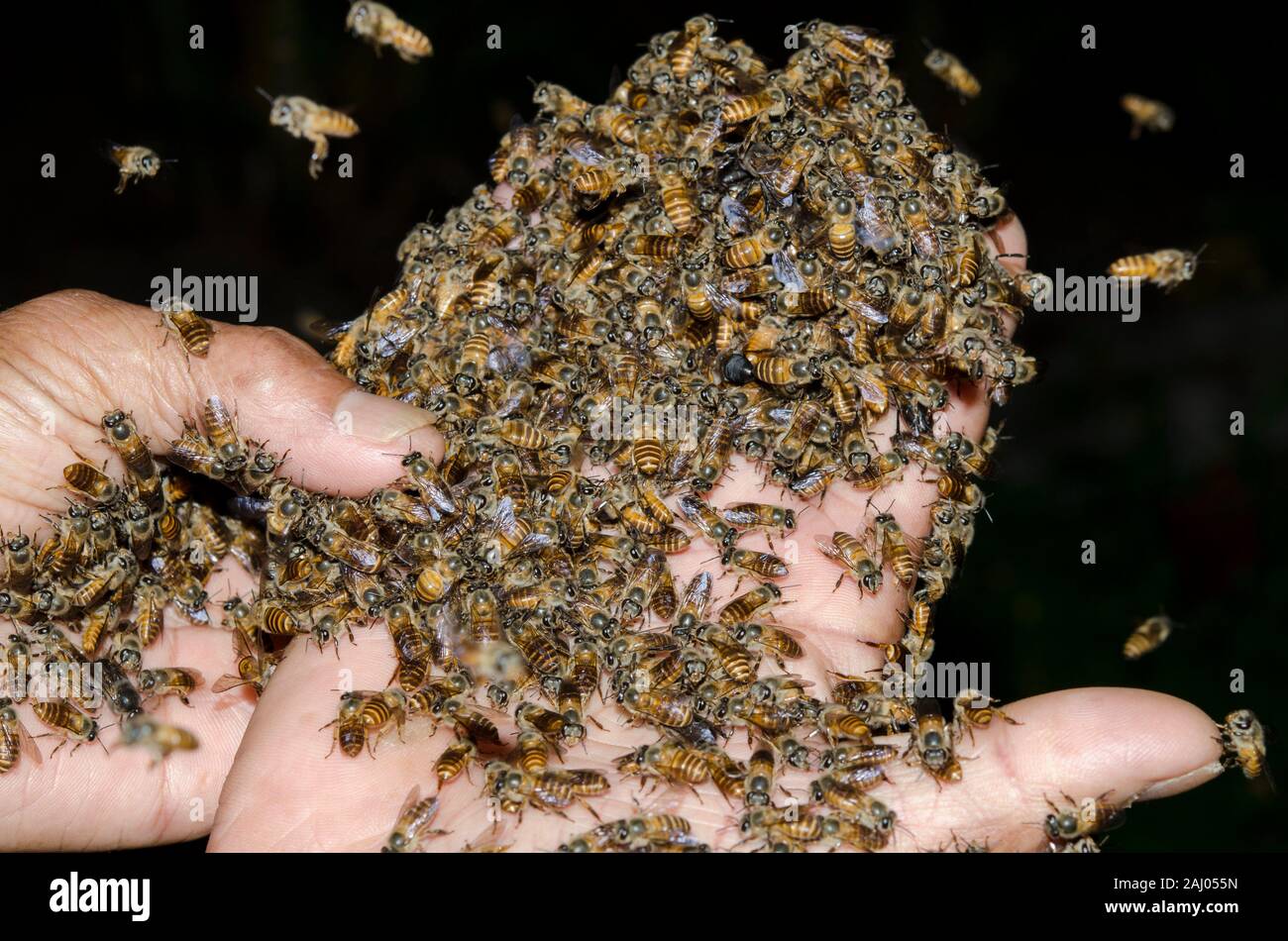 Apidae Family High Resolution Stock Photography and Images - Alamy