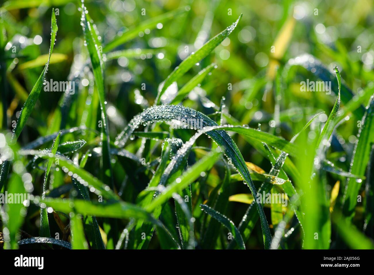 Tiny dew water drops on fresh green grass Stock Photo - Alamy