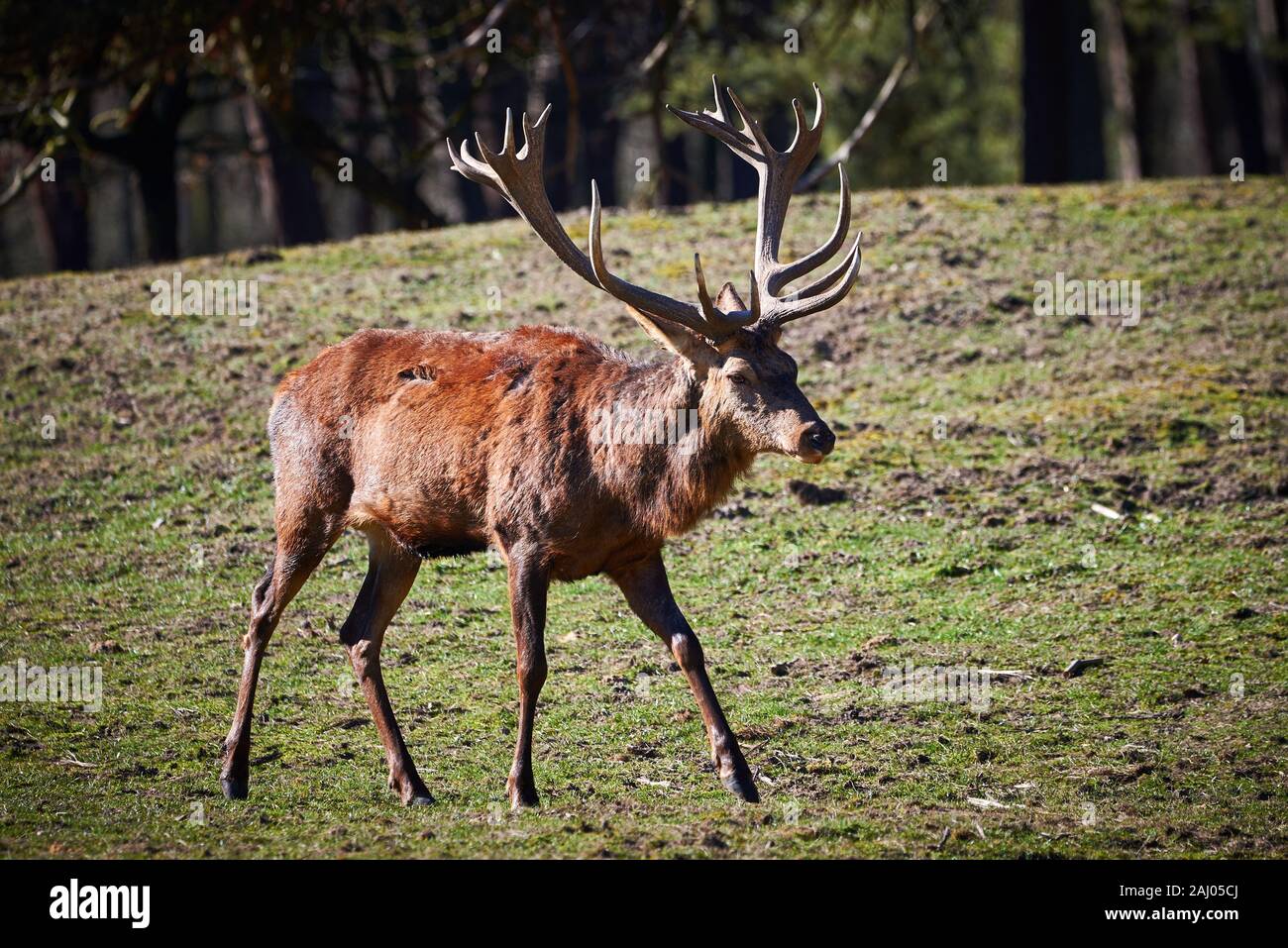 Red Deer Male Near Forest (Cervus elaphus Stock Photo - Alamy