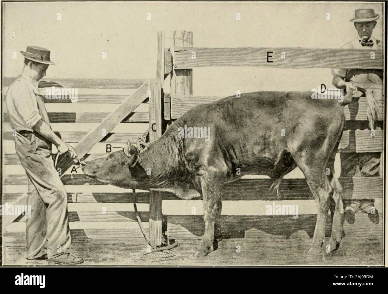 Castration bull hi-res stock photography and images - Alamy