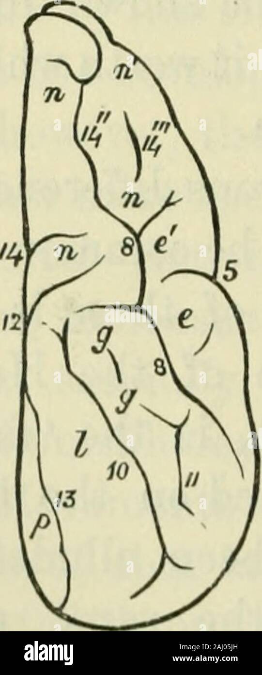 The brain as an organ of mind . Fig. 88.—Brain of the Rock Coney {Hyrax ...
