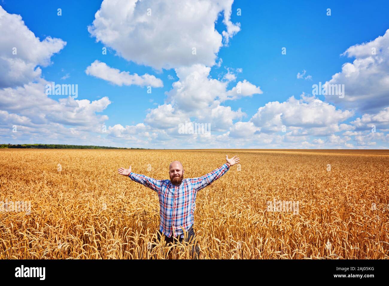farmer standing in a wheat field, looking at the crop Stock Photo - Alamy