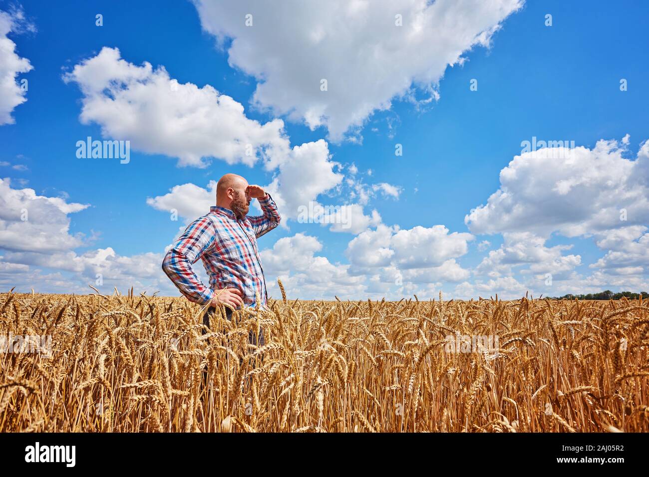 farmer standing in a wheat field, looking at the crop Stock Photo - Alamy