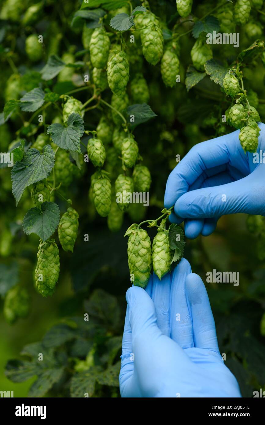Hops production hi-res stock photography and images - Alamy