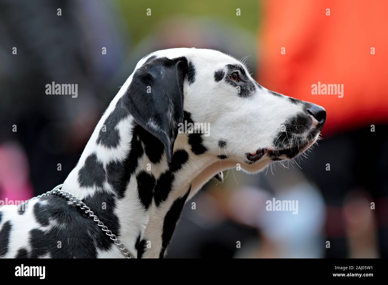 Dalmatian breed of dog hi-res stock photography and images - Alamy
