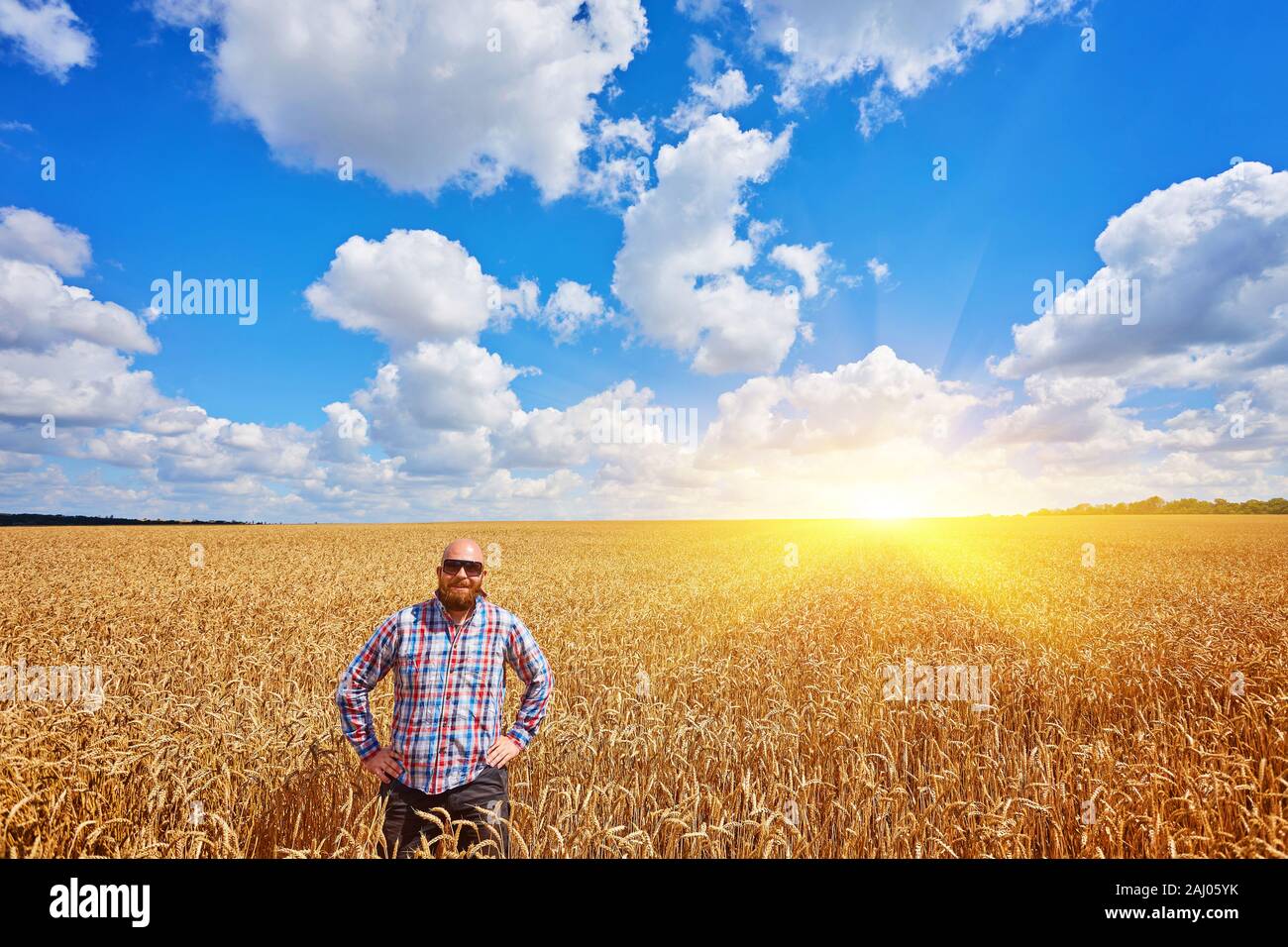 farmer standing in a wheat field, looking at the crop Stock Photo - Alamy