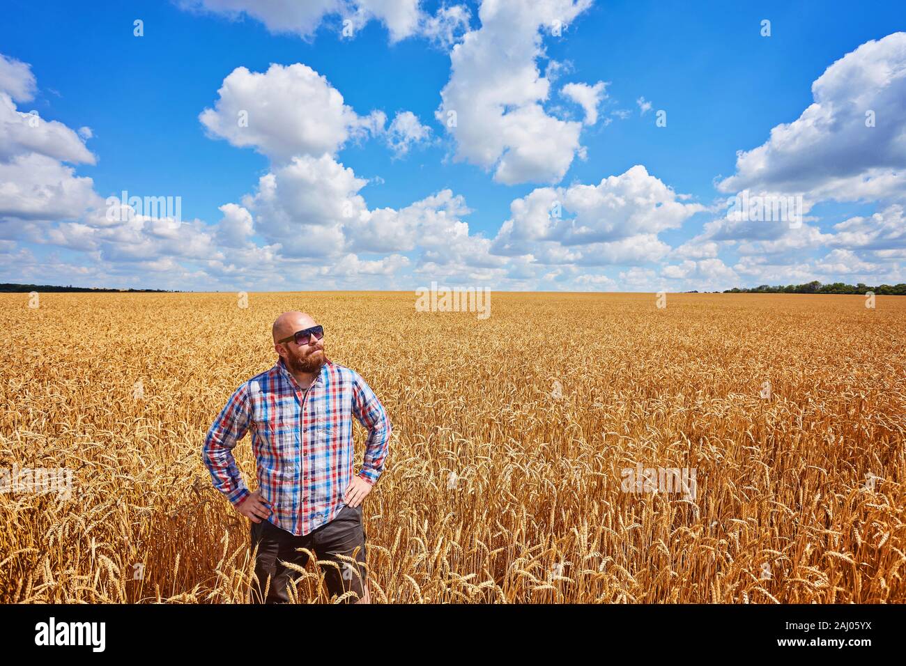 farmer standing in a wheat field, looking at the crop Stock Photo - Alamy