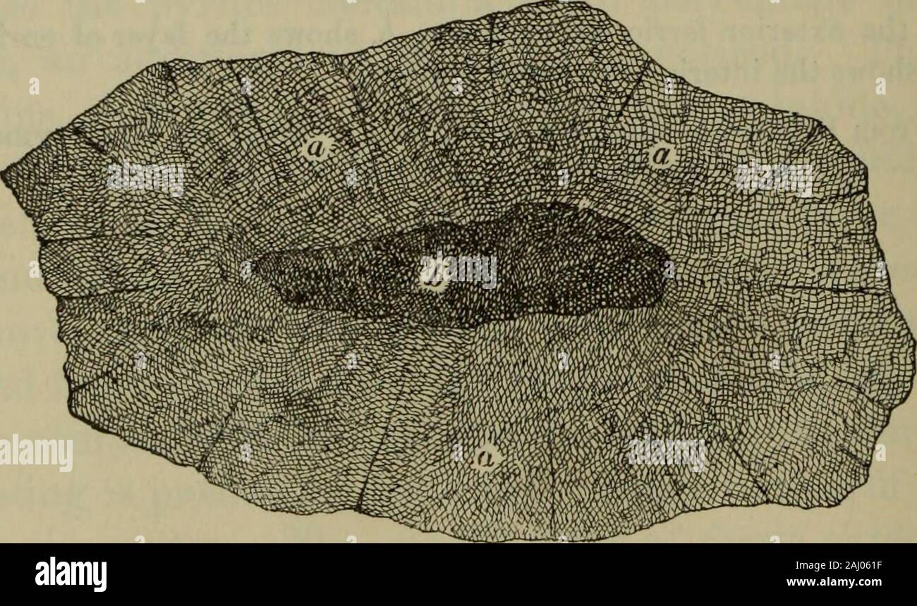 Roasting copper hi-res stock photography and images - Alamy