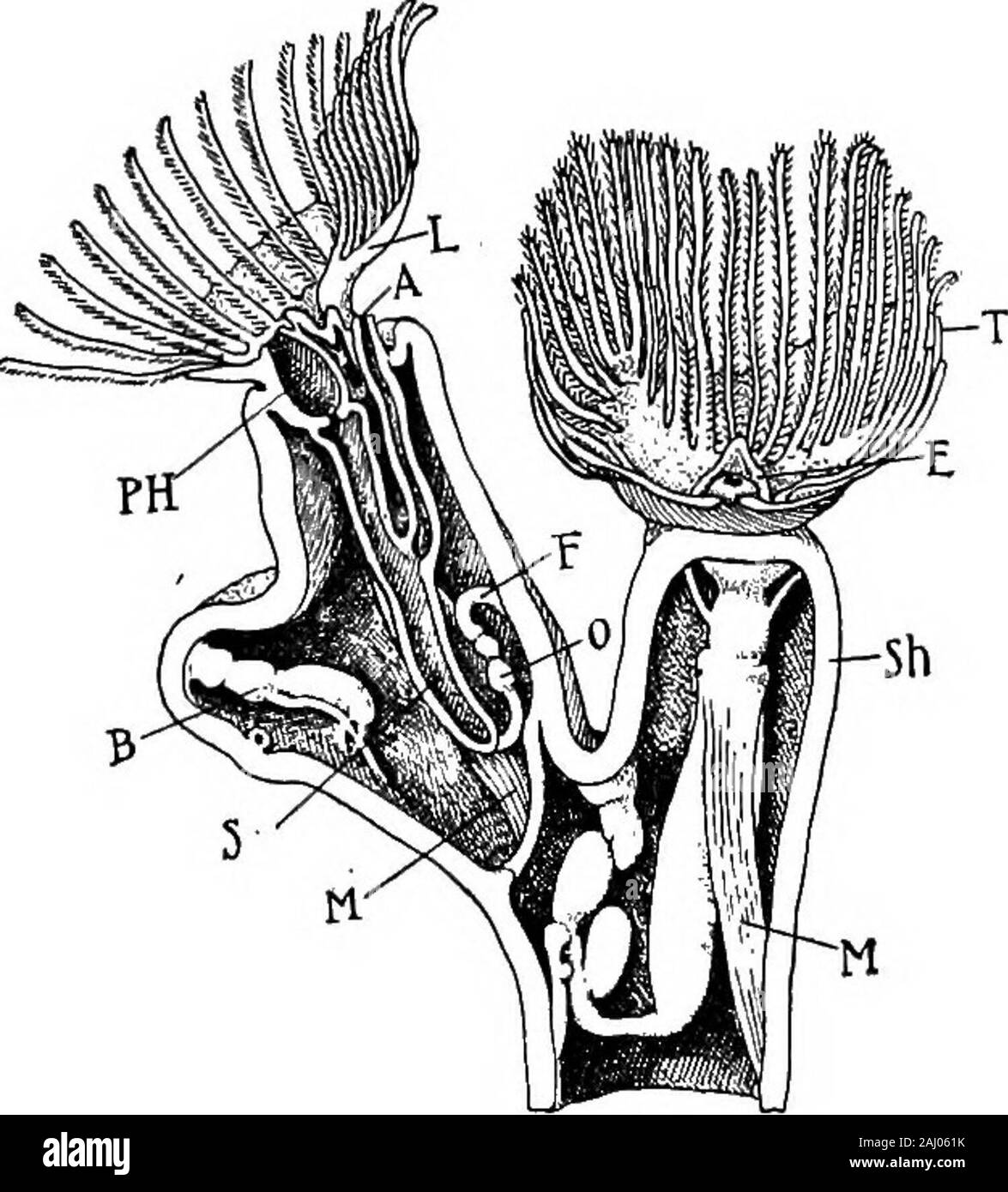 Ectoprocta hi-res stock photography and images - Alamy