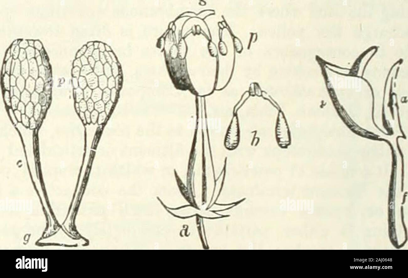 Inner cell mass hi-res stock photography and images - Alamy
