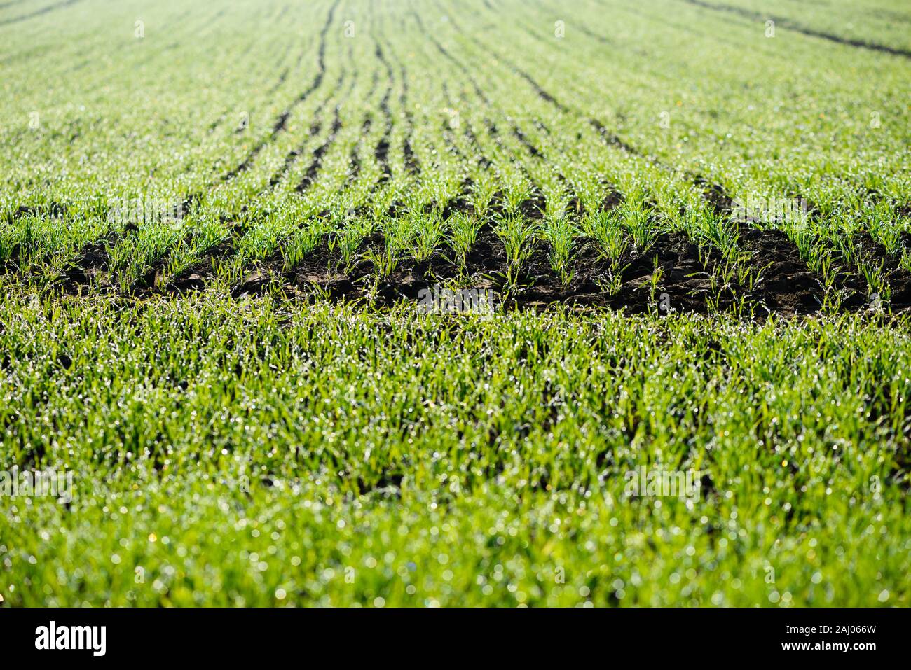 Germinating wheat seedlings hi-res stock photography and images - Alamy