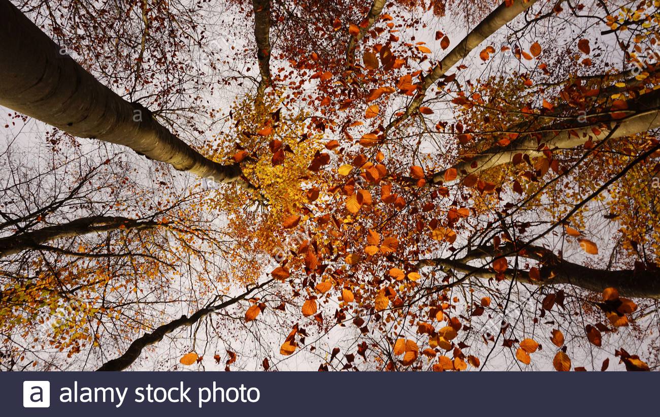 Treescape Stock Photos & Treescape Stock Images - Alamy