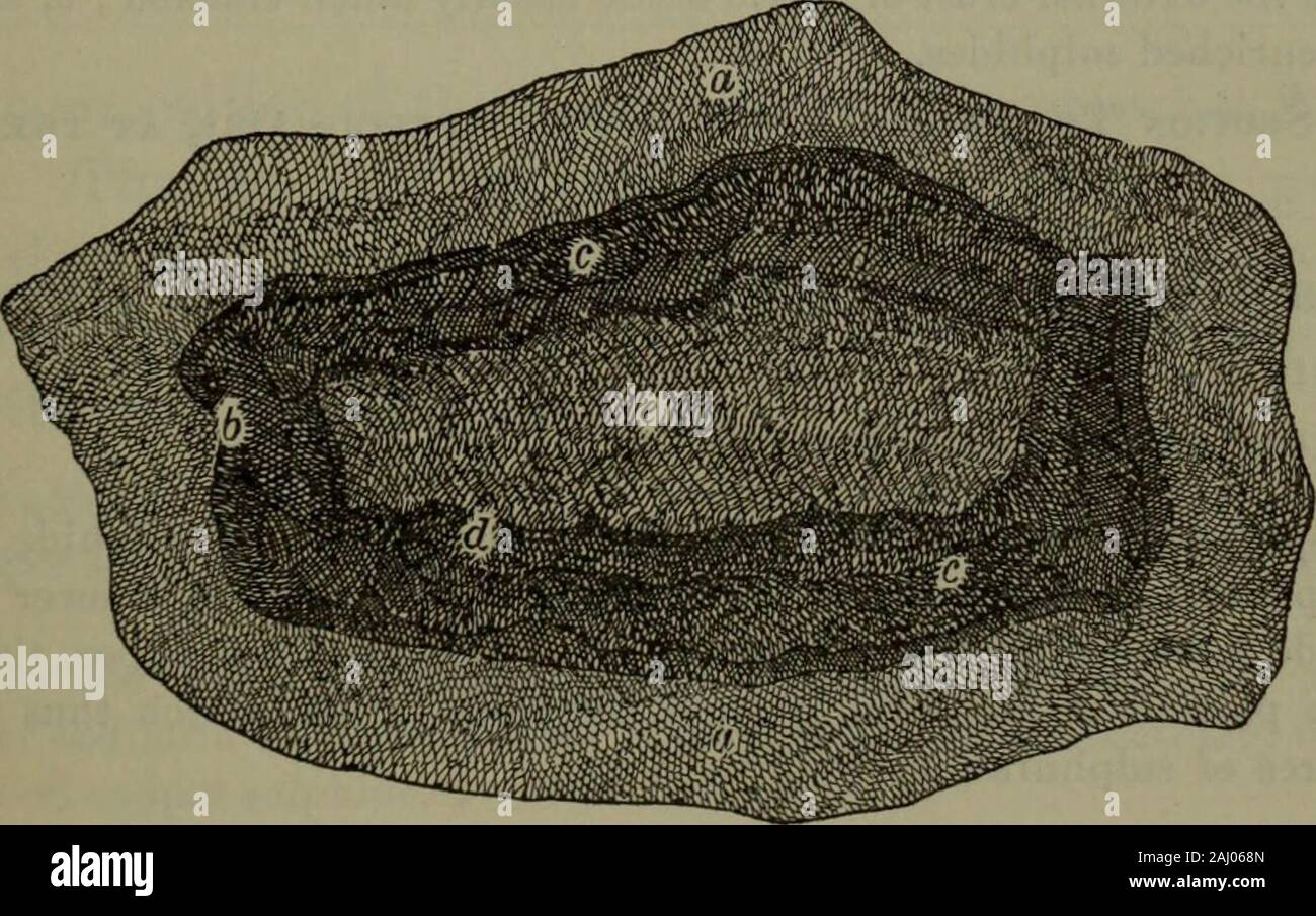 Transactions . a, shows the exterior ferric oxide crust ; b, shows the ...