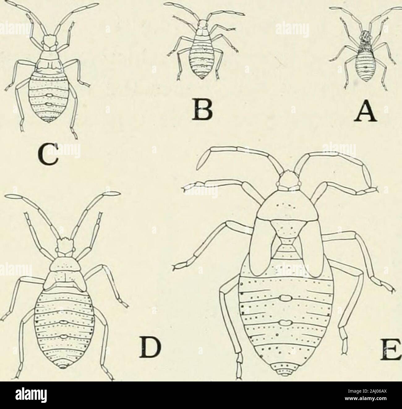 Entomology : with special reference to its biological and economic ...