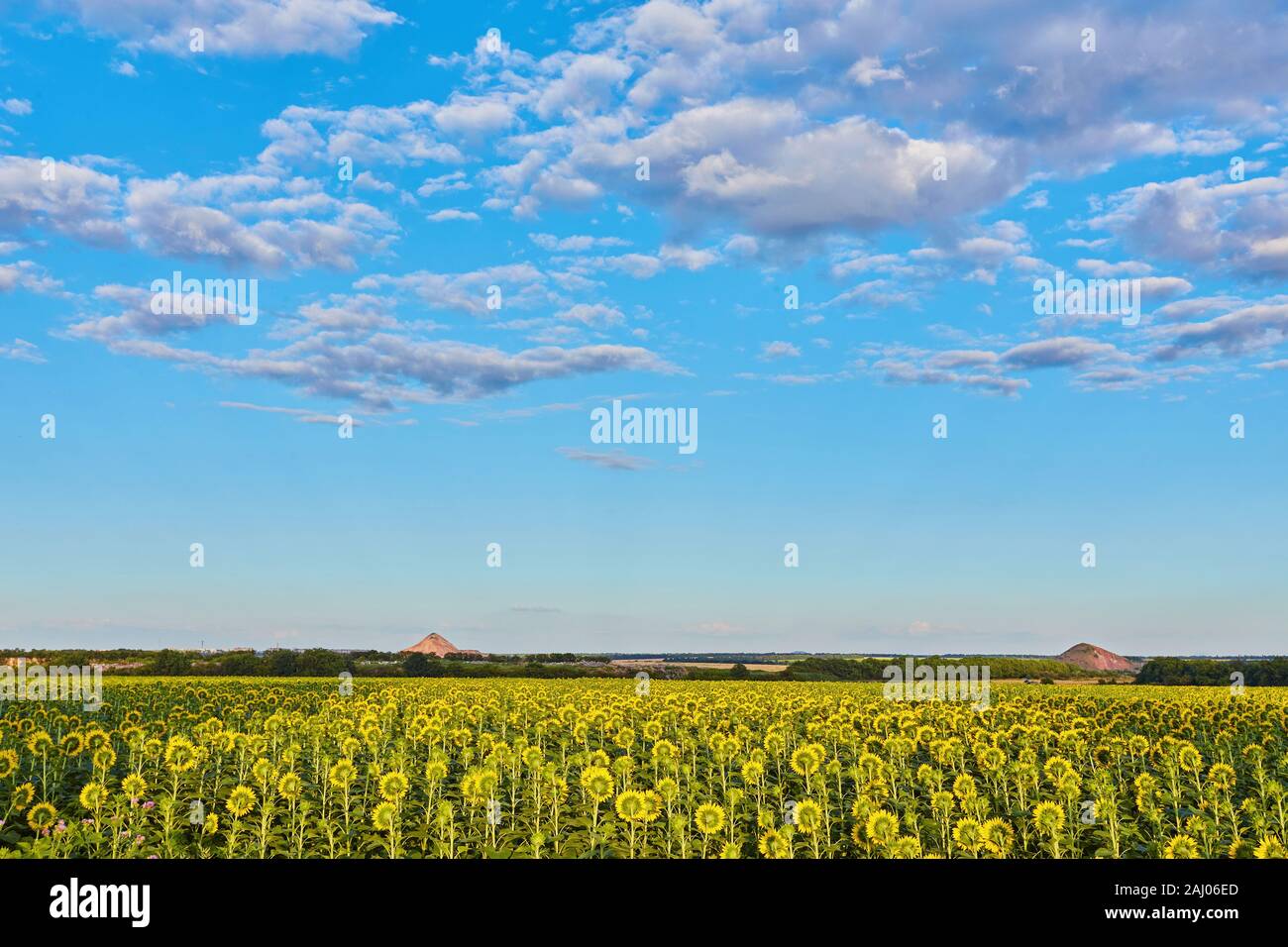 Greenfield plantation hi-res stock photography and images - Alamy