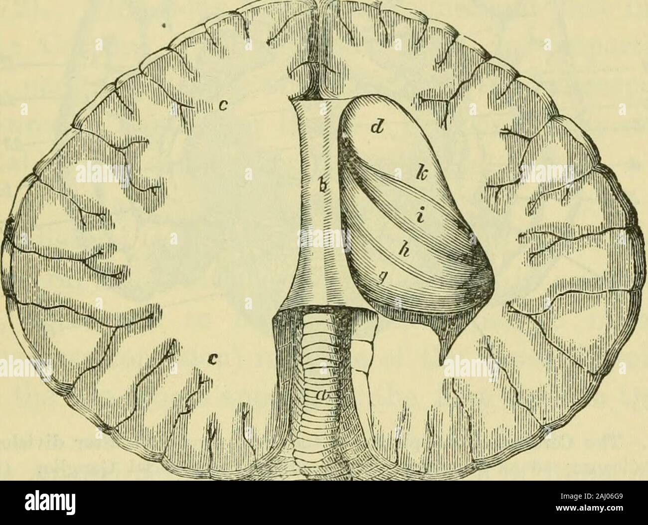 Hippocamp hi-res stock photography and images - Alamy