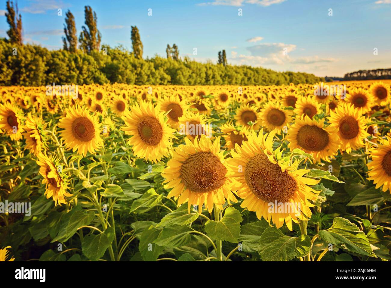 Greenfield plantation hi-res stock photography and images - Alamy