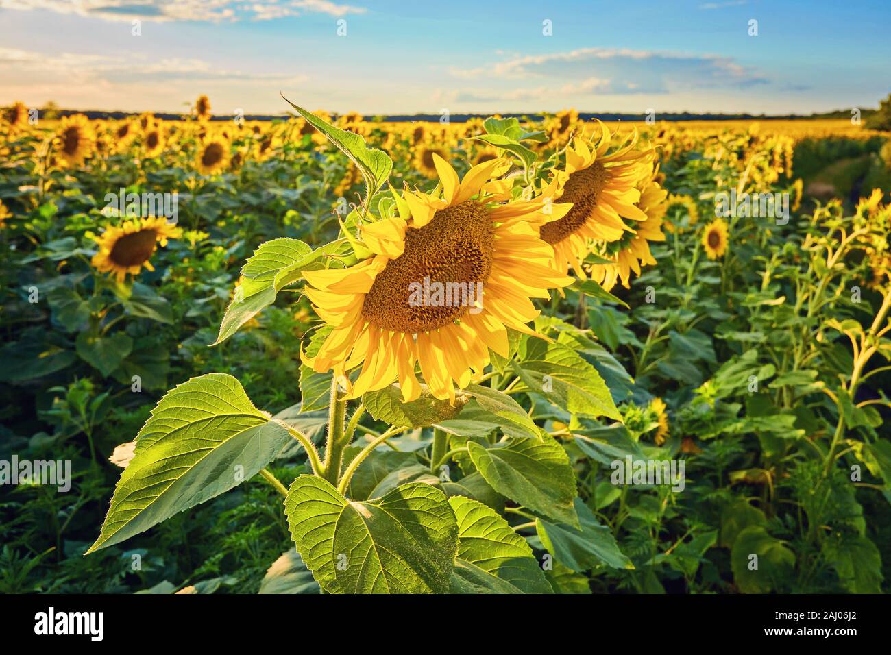 Greenfield plantation hi-res stock photography and images - Alamy