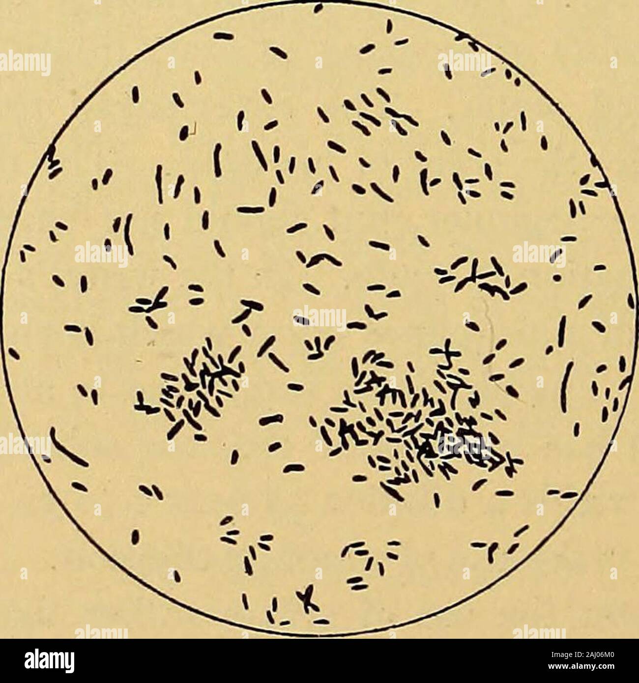 Diagnostic methods, chemical, bacteriological and microscopical : a ...