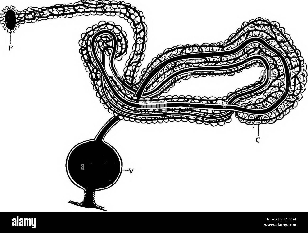 Medicinal leech Black and White Stock Photos & Images - Alamy