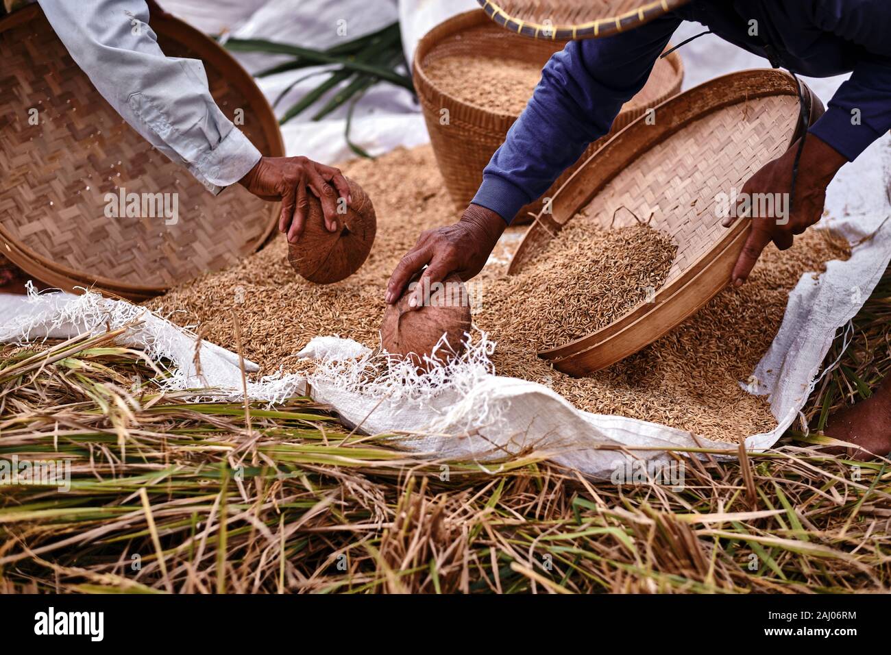 Farmer threshing rice. Farmer manual harvest rice, countryside of Bali ...