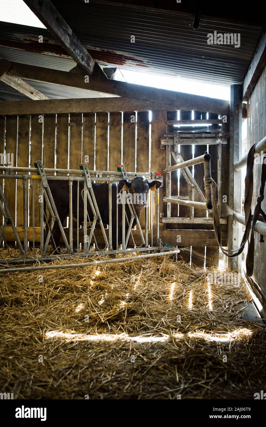Cattle breeding: calf in the stable of the farm EARL Gibet in Chevaigne ...