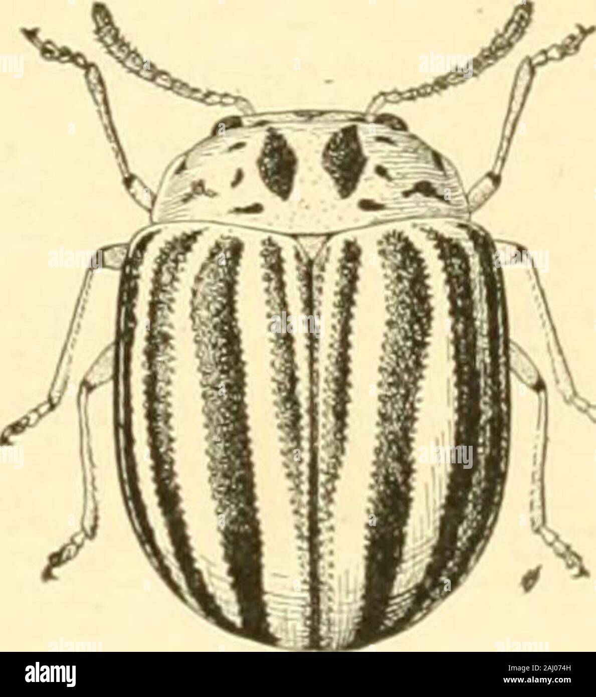 Manual of vegetable-garden insects . f inch in length, strongly convex ...