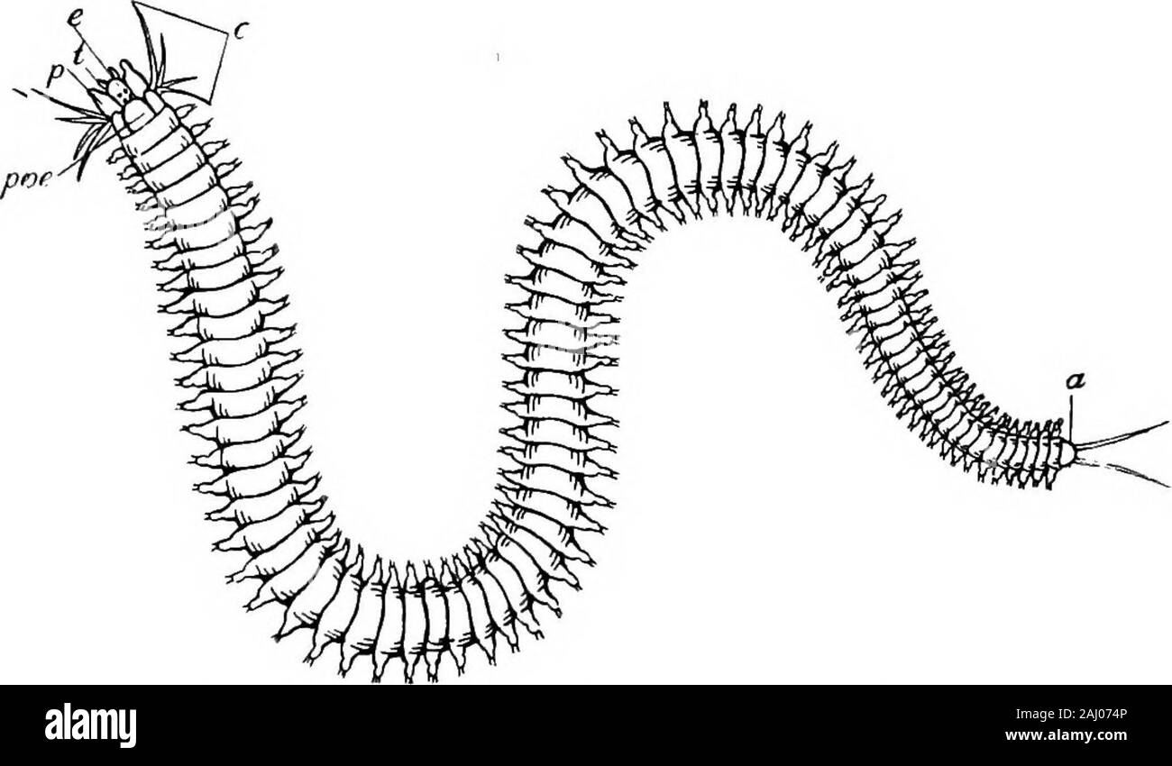 Phylum Annelida Diagram