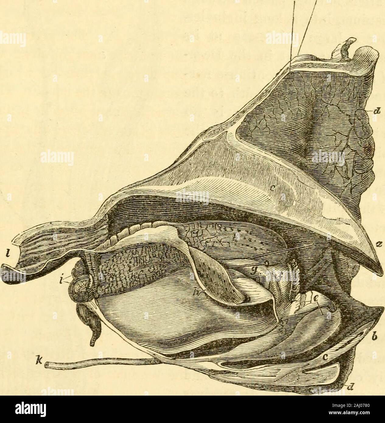 Octopus Anatomy High Resolution Stock Photography and Images - Alamy