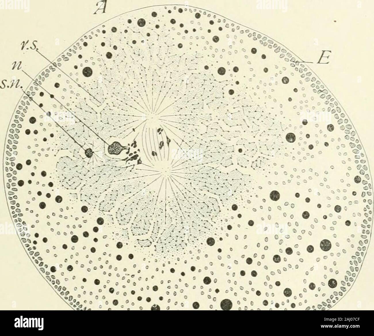 Germinal stage hi-res stock photography and images - Alamy