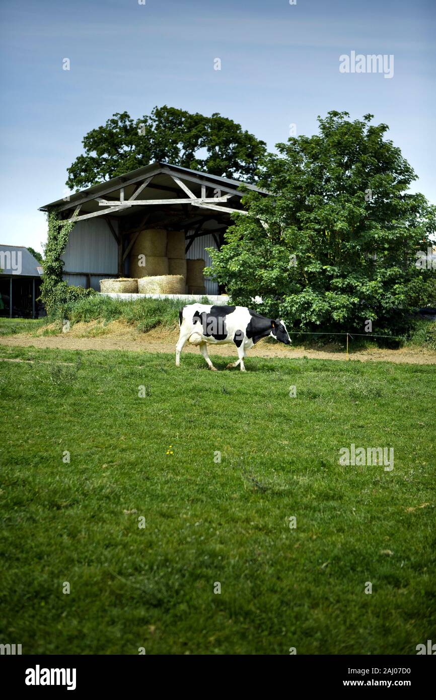 Farming milk hi-res stock photography and images - Alamy