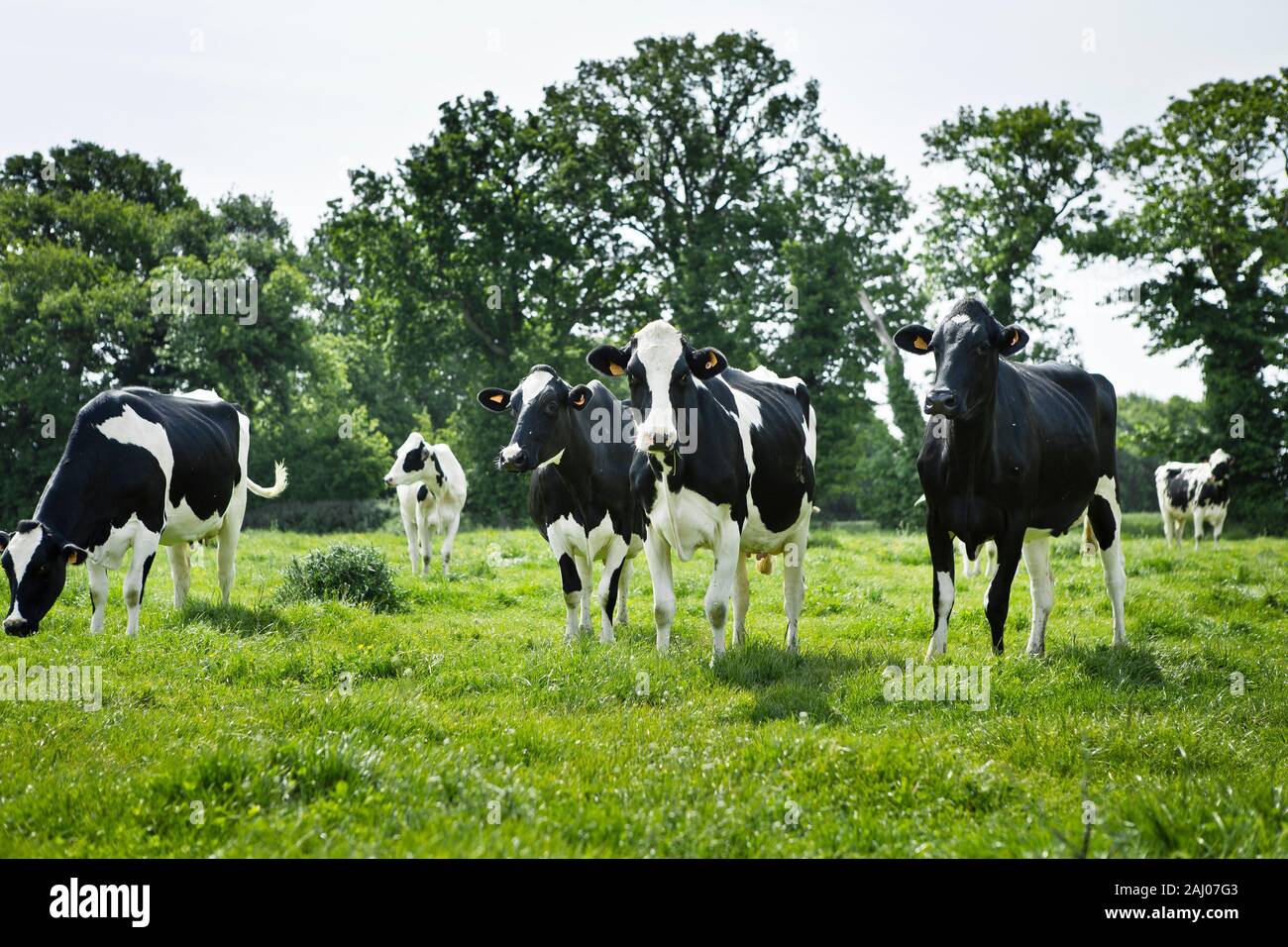 Dairy farming: milk cows in a field of the dairy farm EARL Gibet in ...