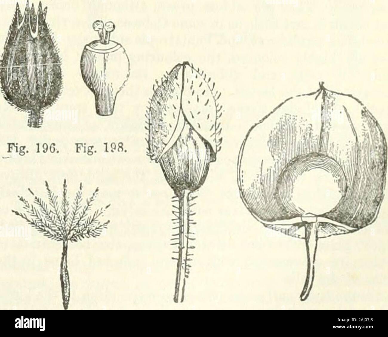 Calyx Plant Anatomy Britannica The Flowers Are In Verticils Hi Res
