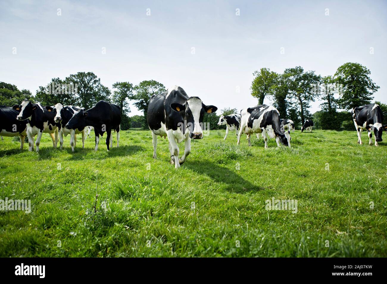 Dairy farming: milk cows in a field of the dairy farm EARL Gibet in ...