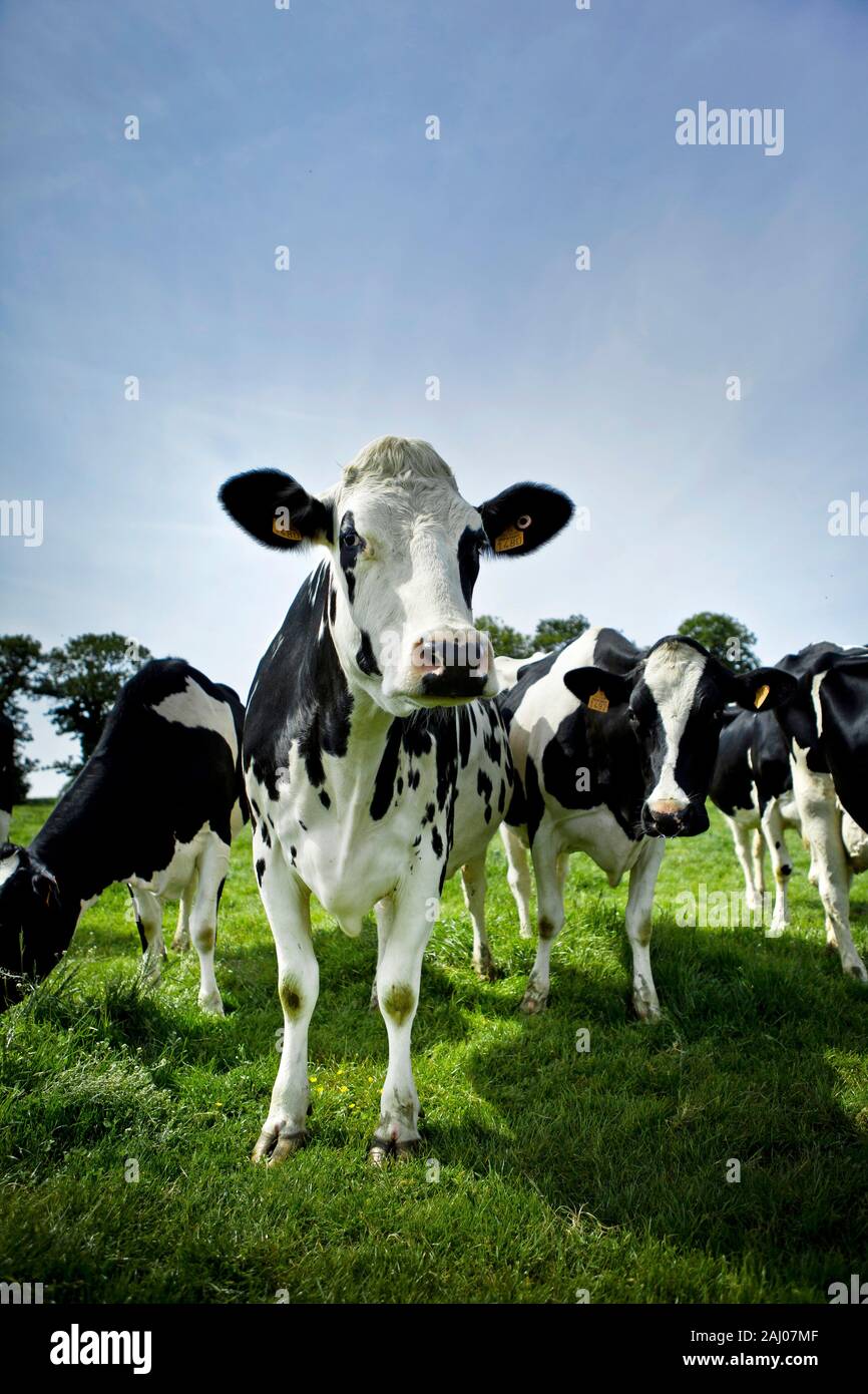 Farming milk hi-res stock photography and images - Alamy