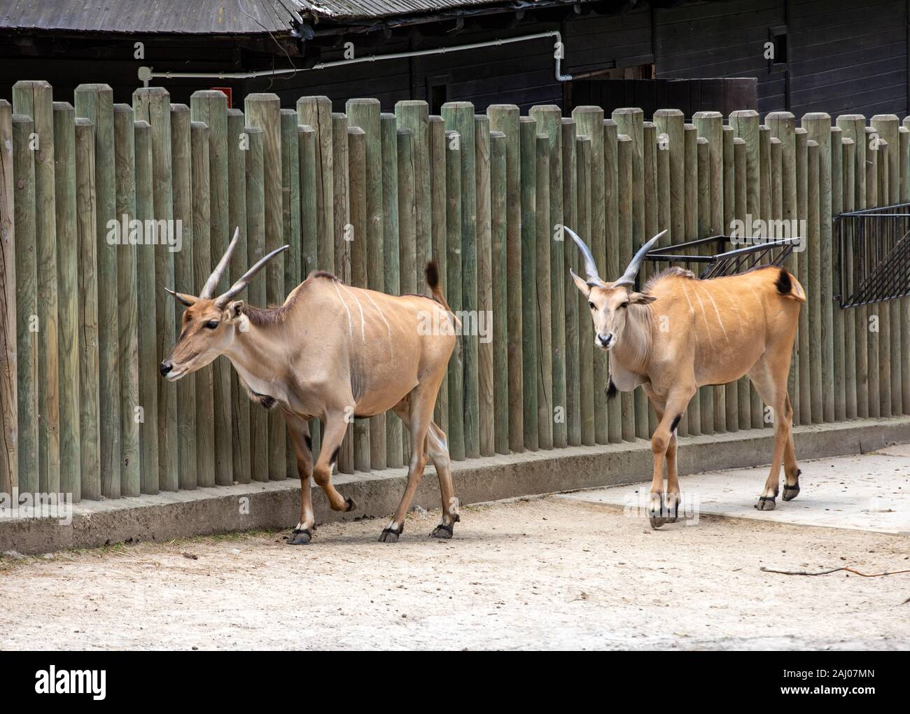 Muscular buck hi-res stock photography and images - Alamy