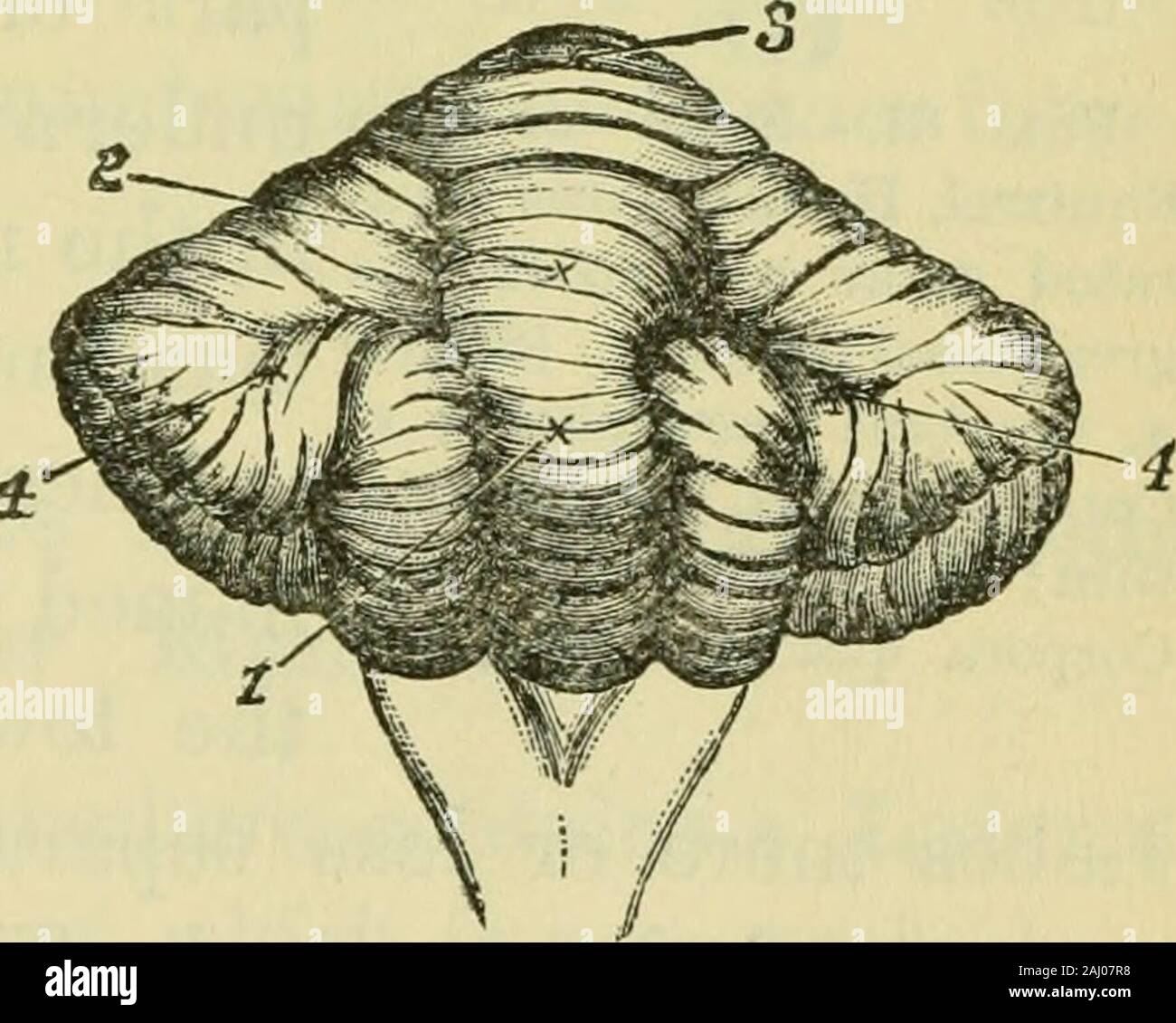 The brain as an organ of mind . Fig. 79.—Cerebellum of the Cat, upper ...