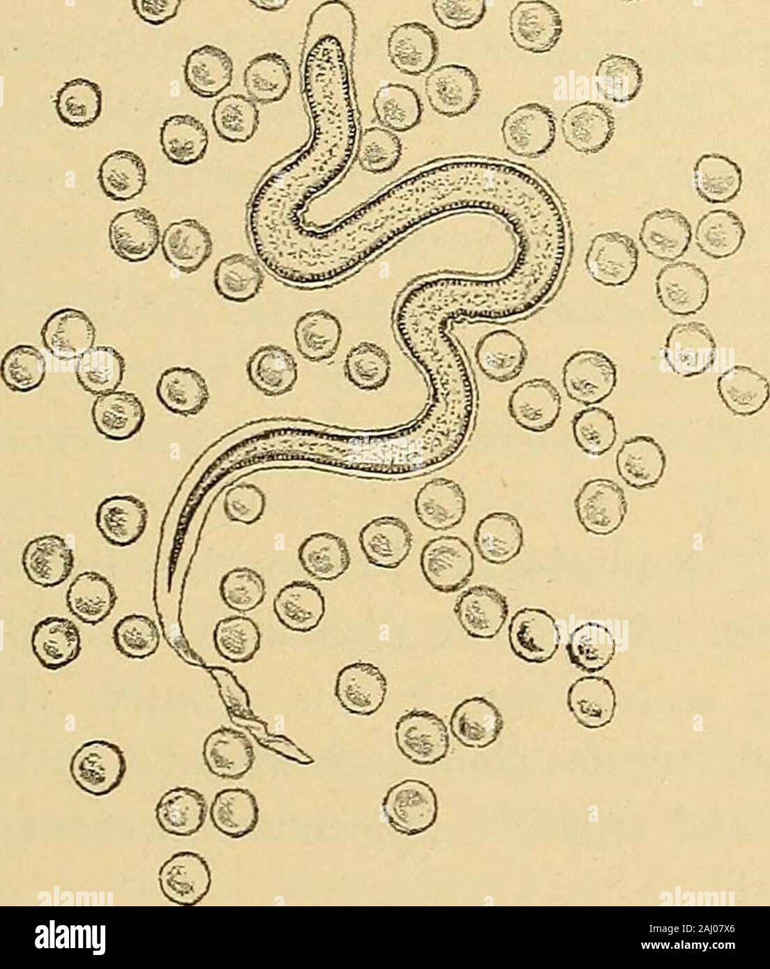 Ciclo Di Vita Della Wuchereria Bancrofti