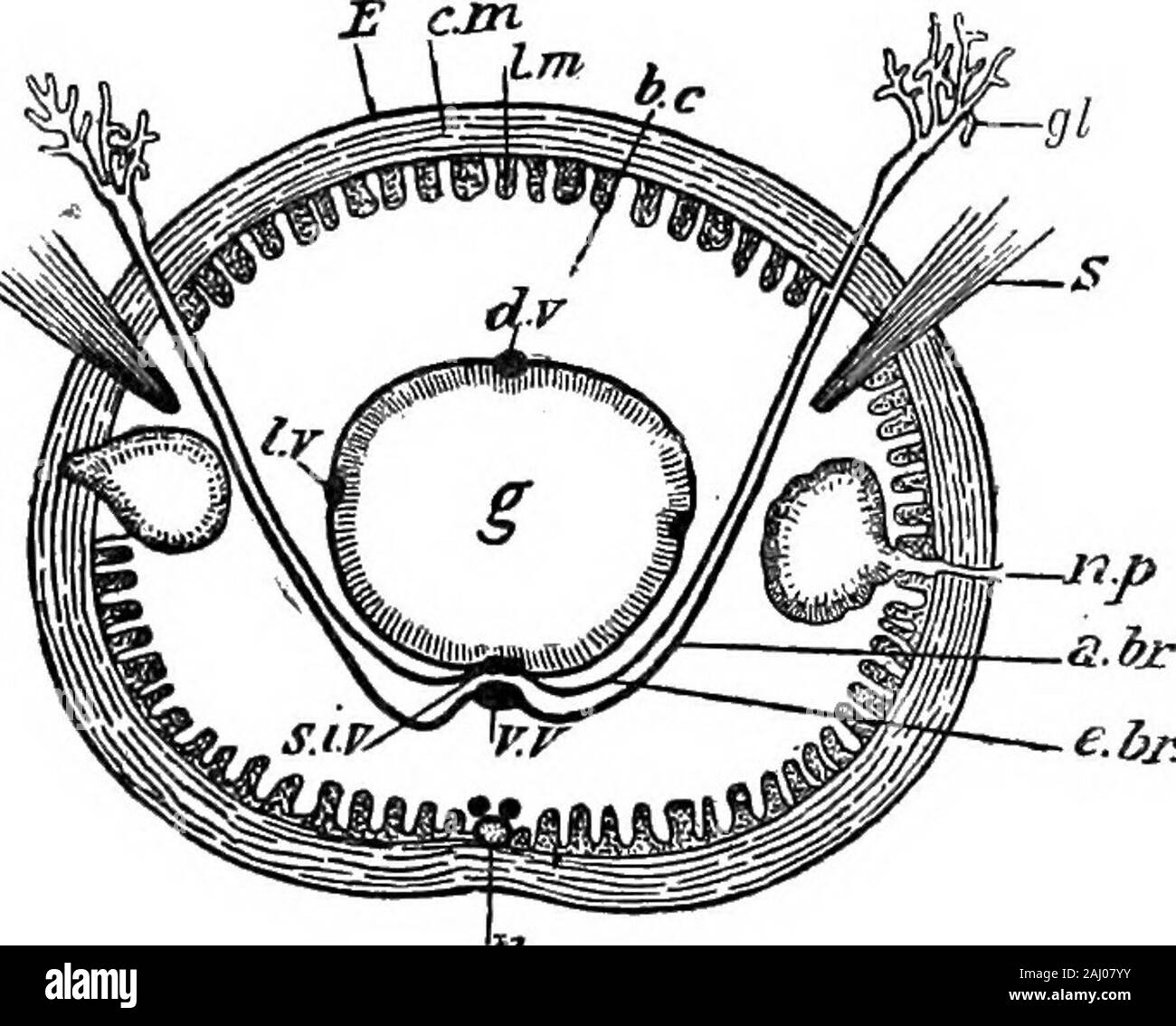 Proboscis i Black and White Stock Photos & Images - Alamy