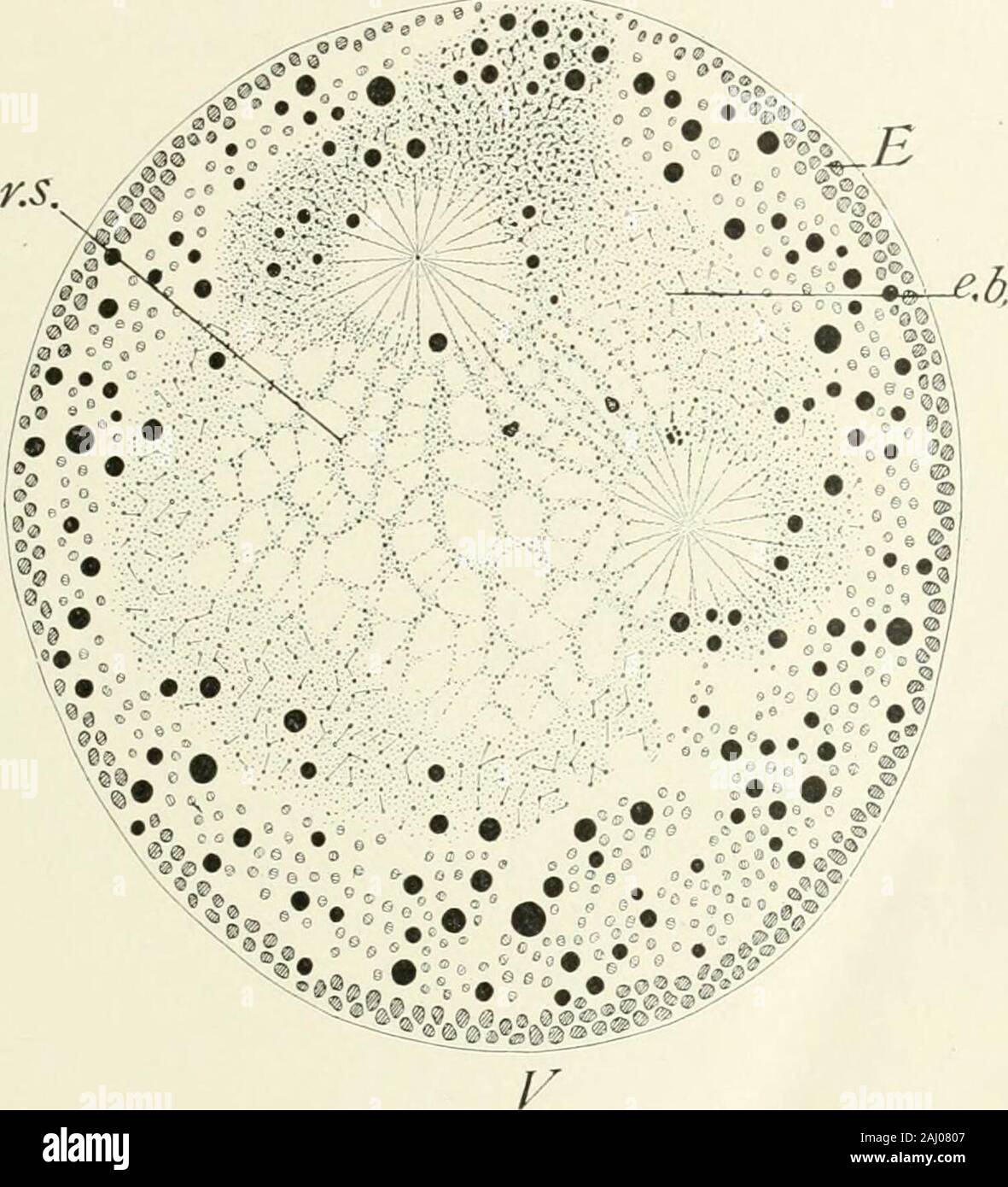 Vegetative pole hi-res stock photography and images - Alamy