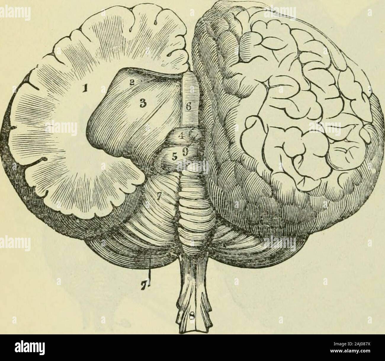 Animal brain size hi-res stock photography and images - Alamy